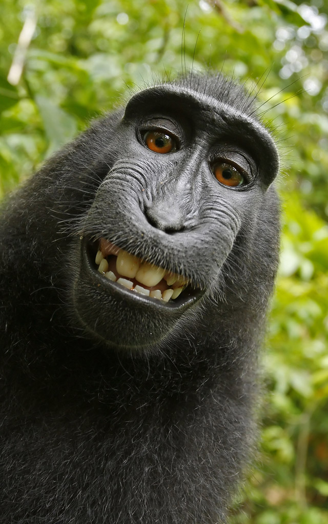 Monkey takes selfie - Boulder Weekly