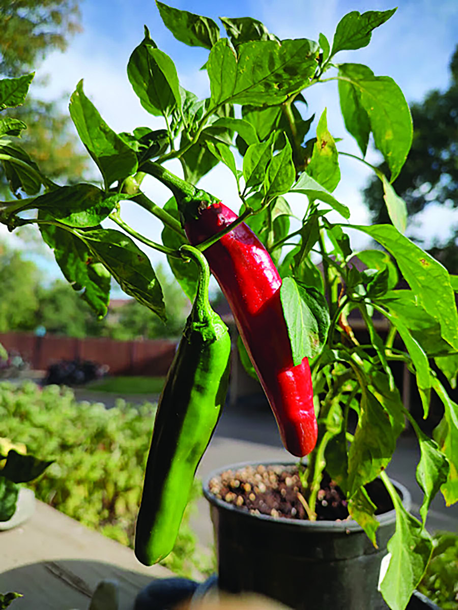 chile2024 - Boulder Weekly